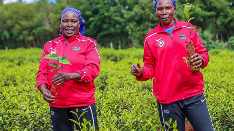 150,000 Tea Seedlings Distributed in Kapkoi to Boost Livelihoods Under ...