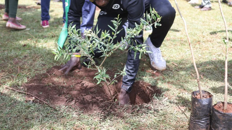 Plant and Nurture Trees - Kaptagat Integrated Conservation ...